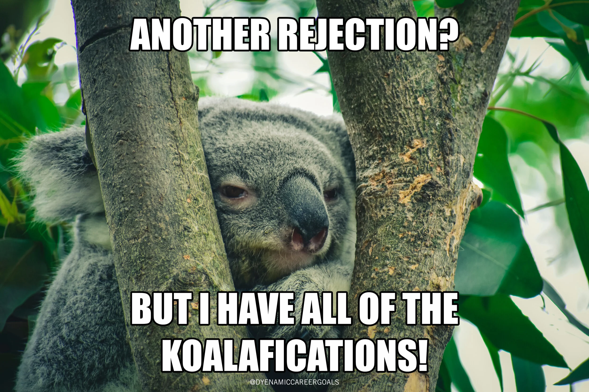 Koala Meme Koalafications