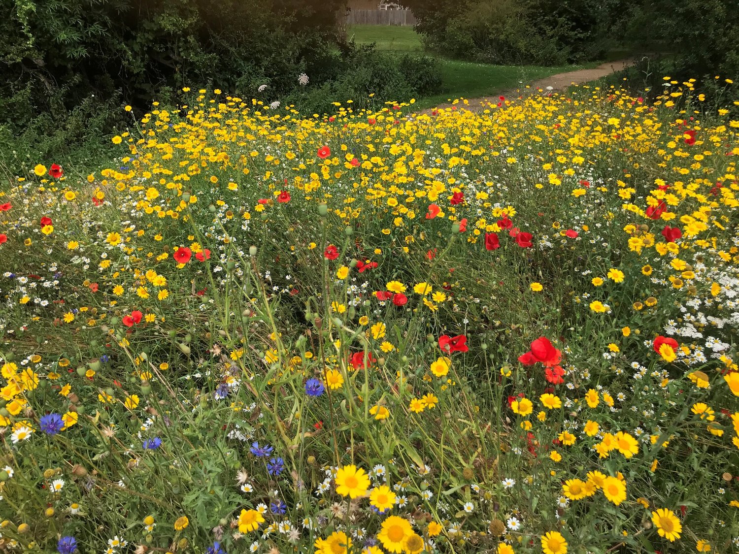 Wild Patch by Sue Carverhill — The Heseltine Gallery