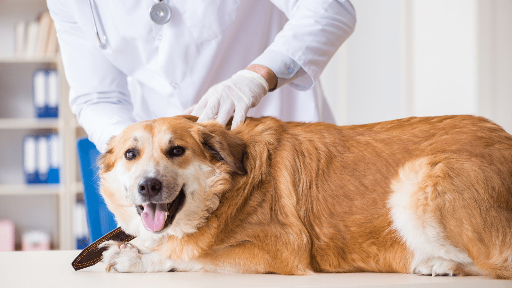 Veterinary Essay Competition — Minds Underground