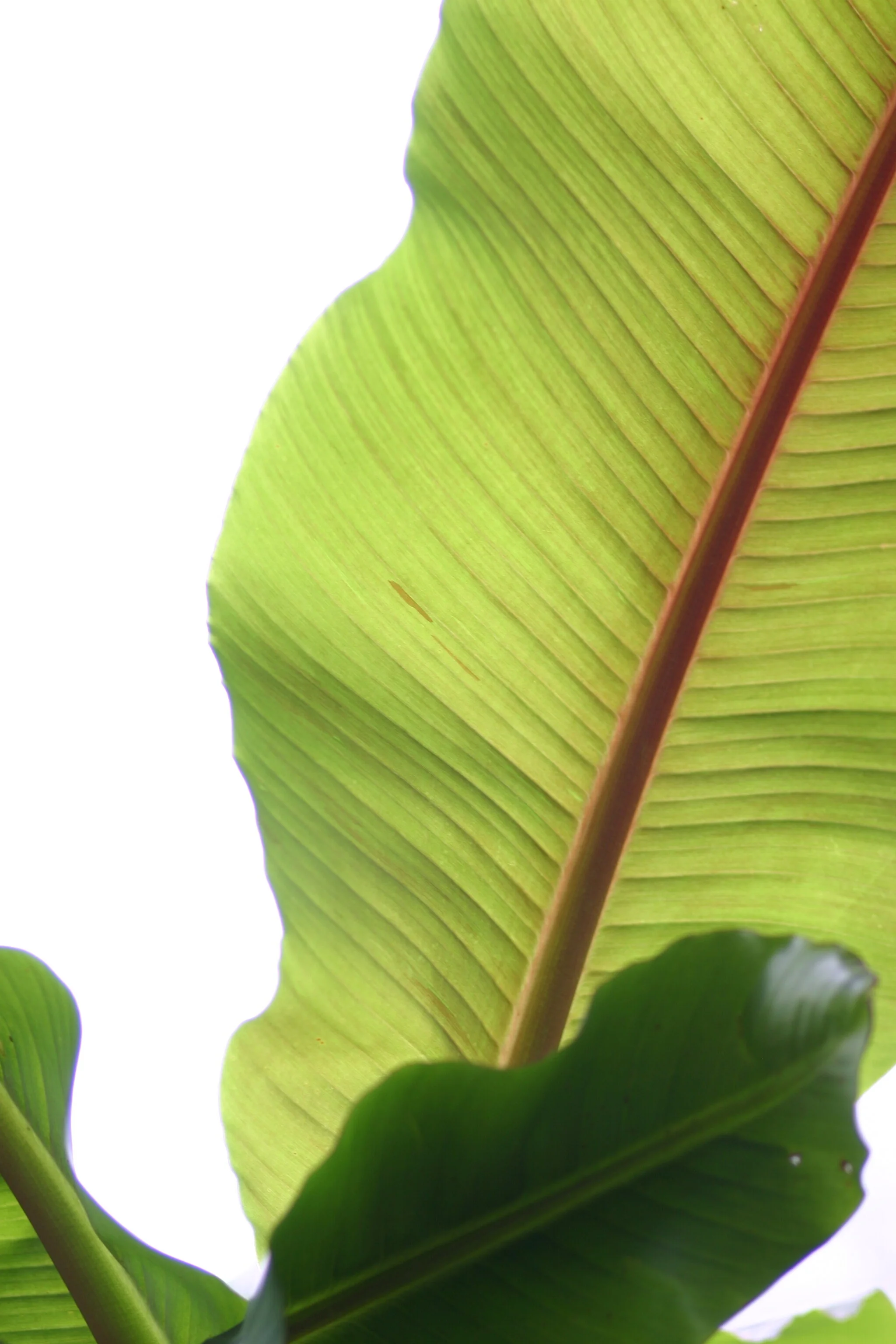 nature — amy butler design