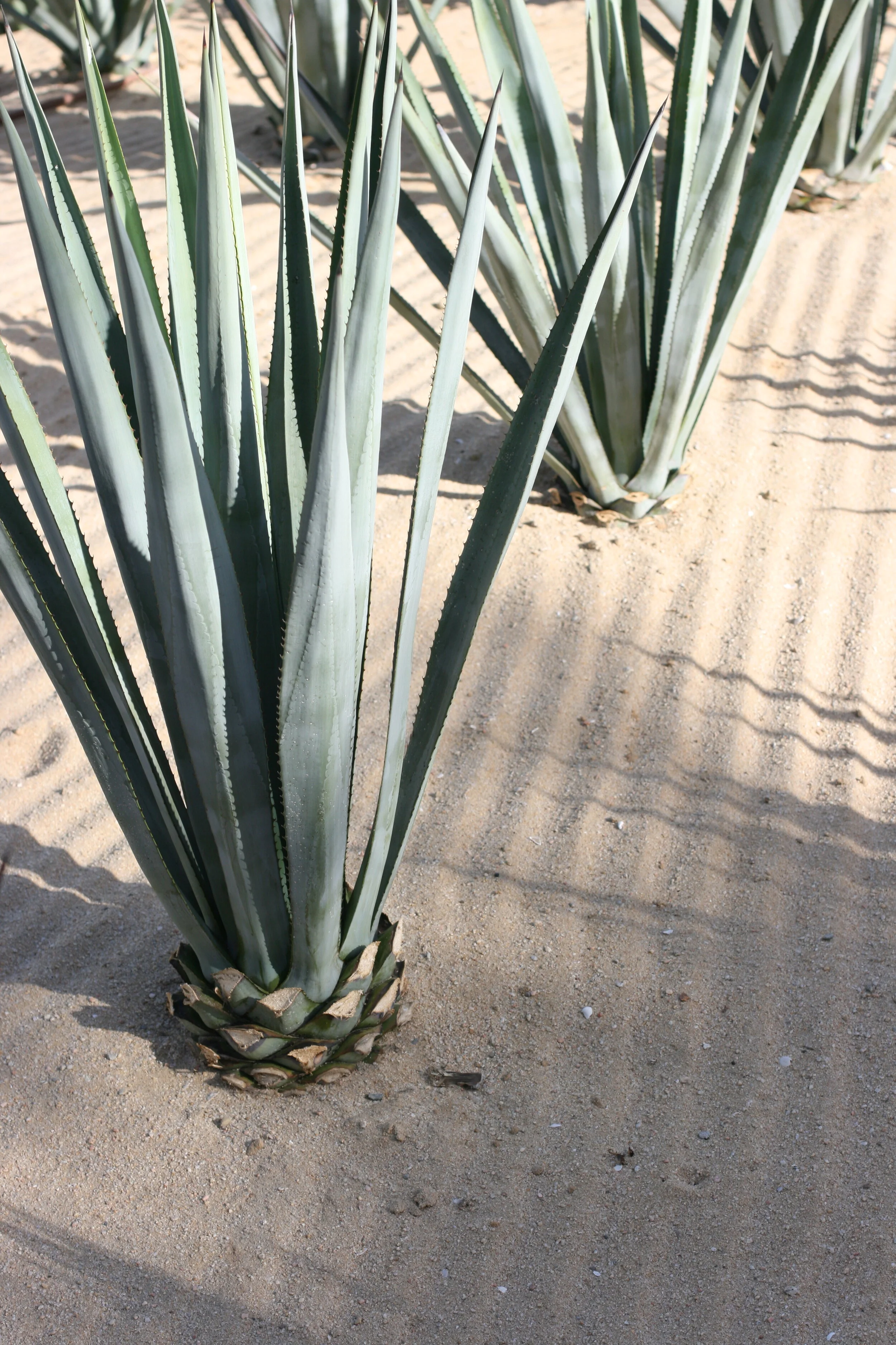 nature — amy butler design