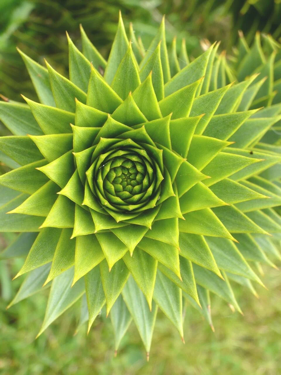 nature — amy butler design