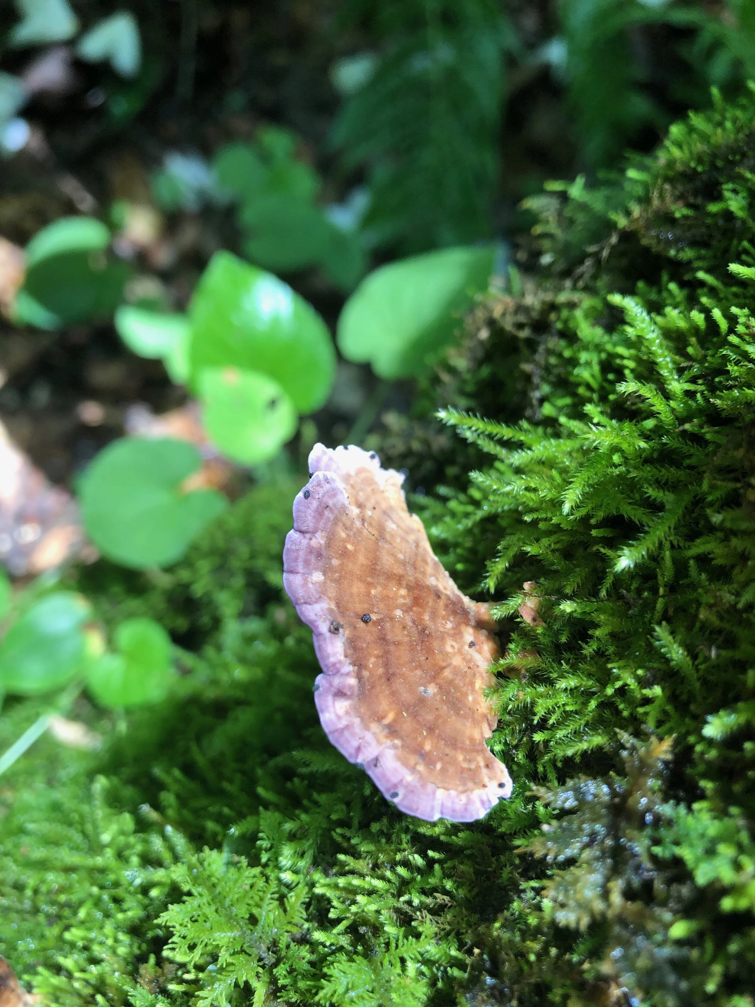 nature — amy butler design