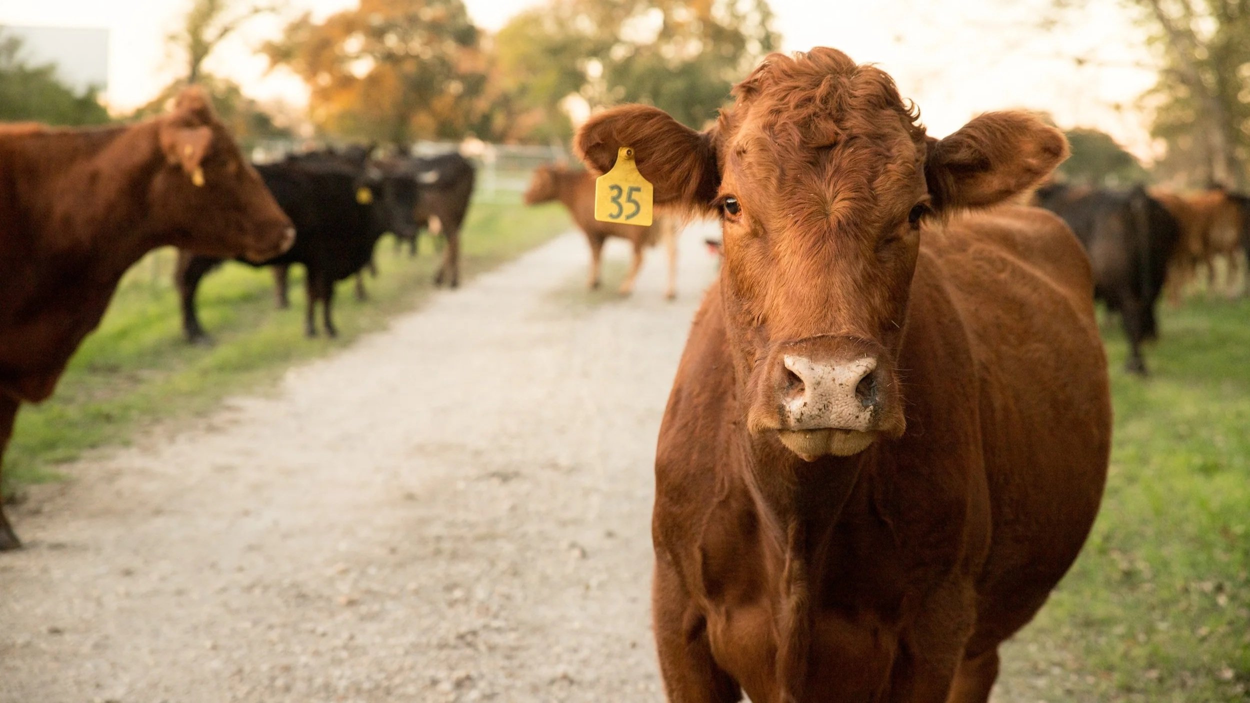 Regenerative Farming Practices • Behind the Oaks Farm