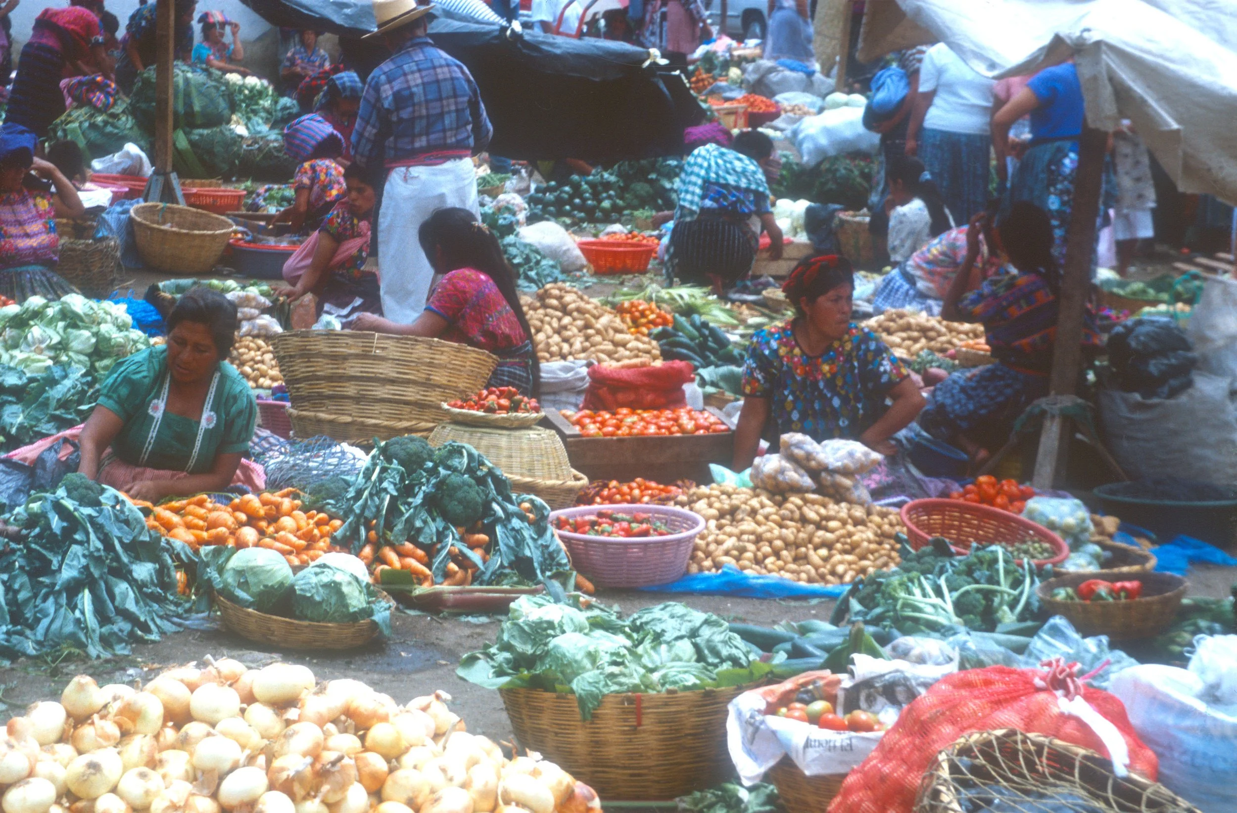 Maya Agriculture — MayaIncaAztec.com