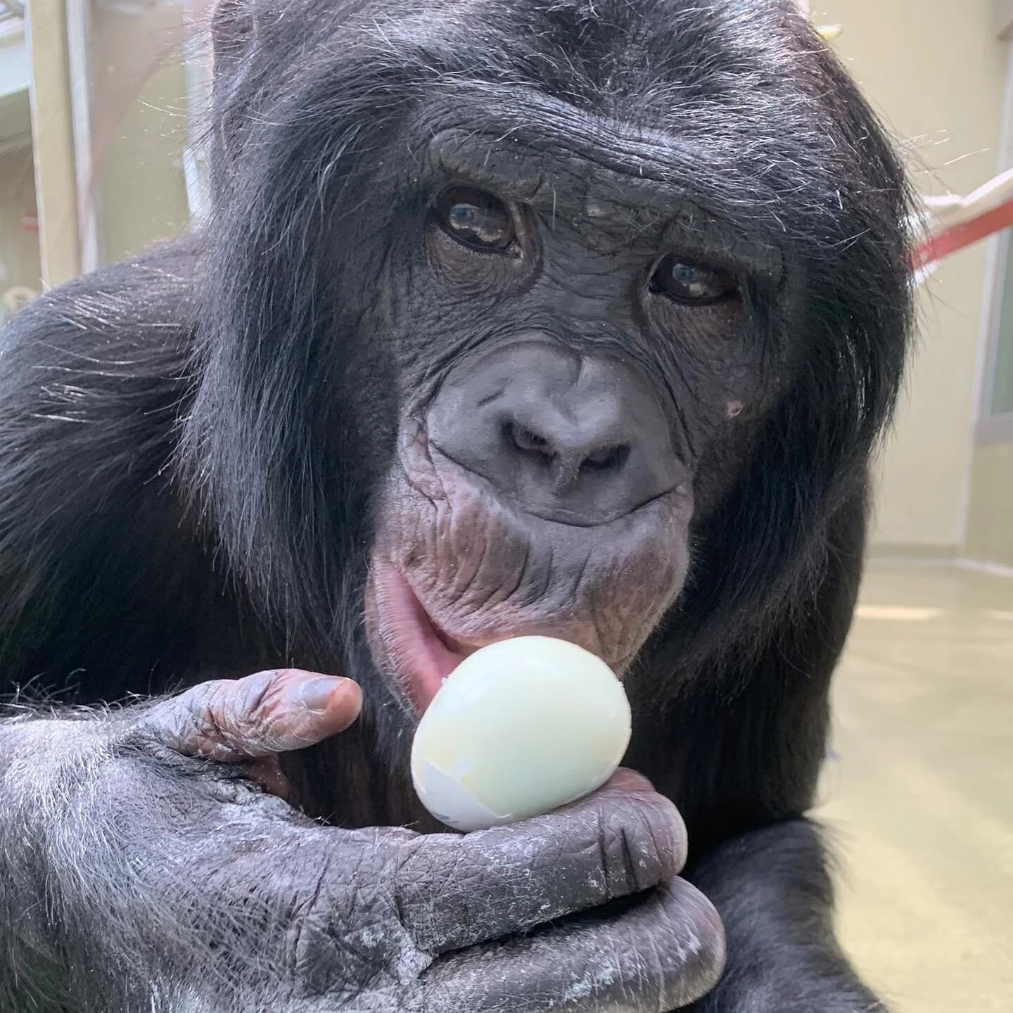 Nyota — Ape Initiative