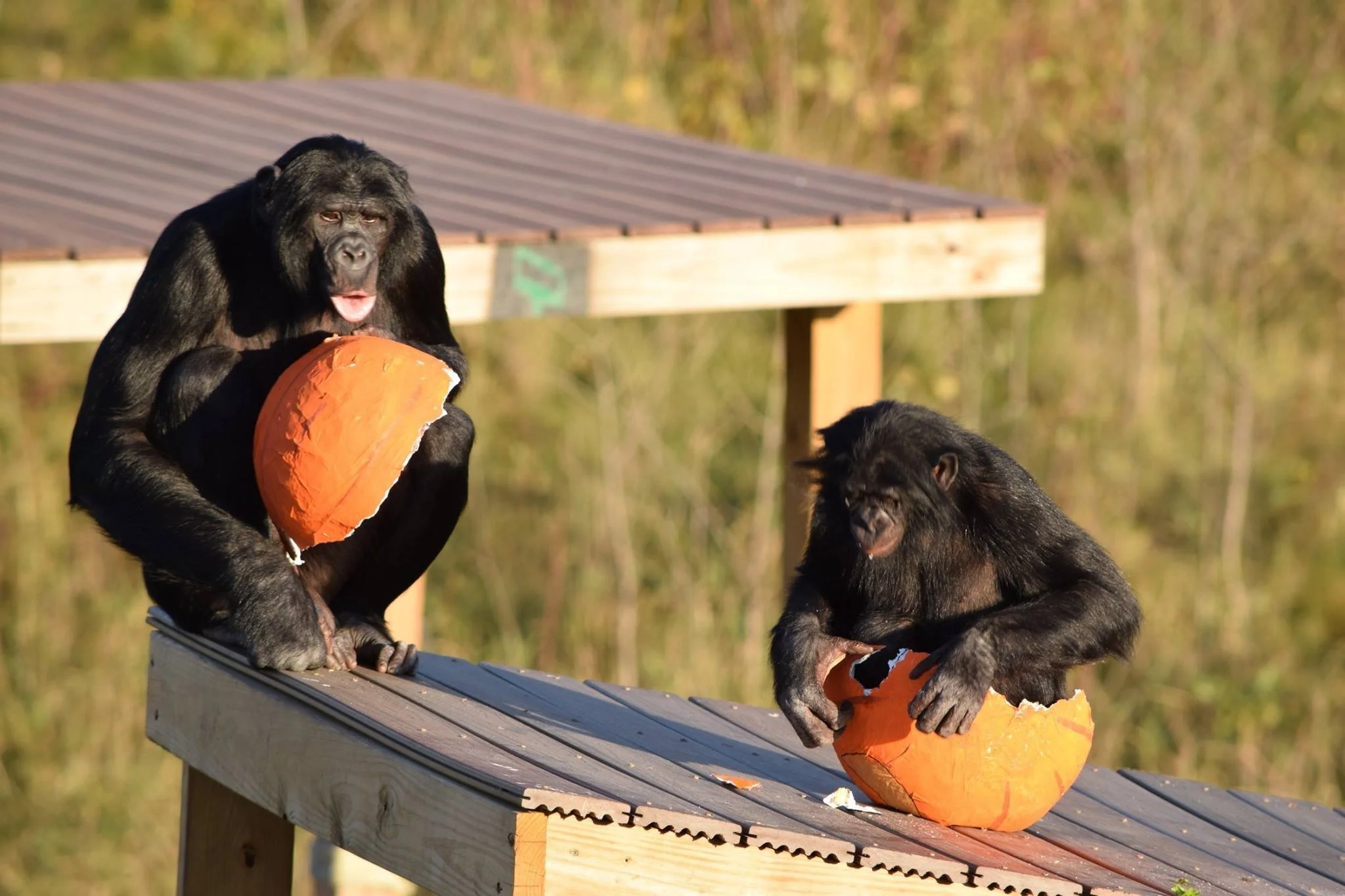 Nyota — Ape Initiative