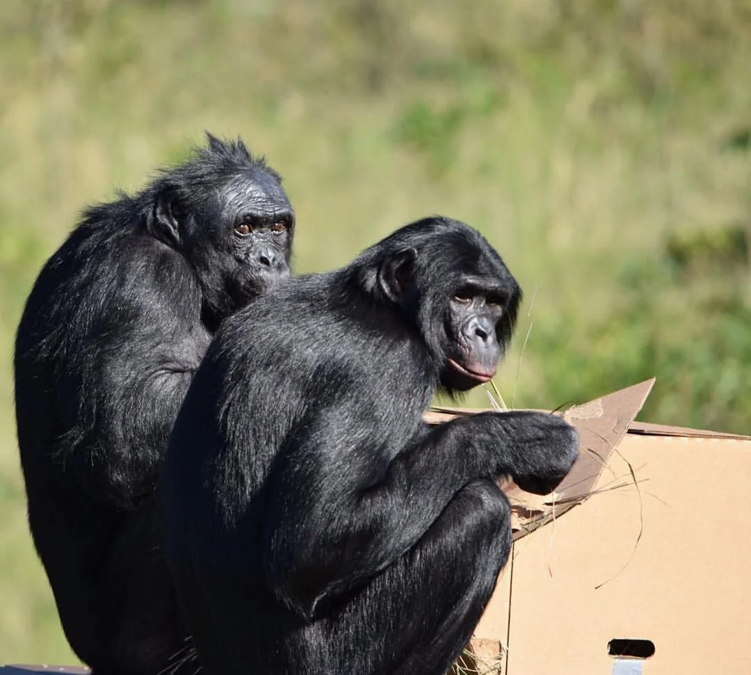 Nyota — Ape Initiative