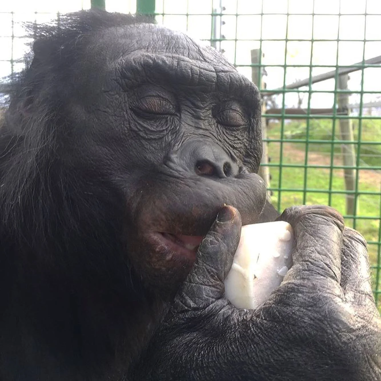 Kanzi — Ape Initiative