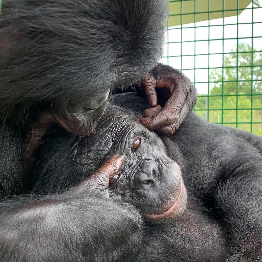 Kanzi — Ape Initiative