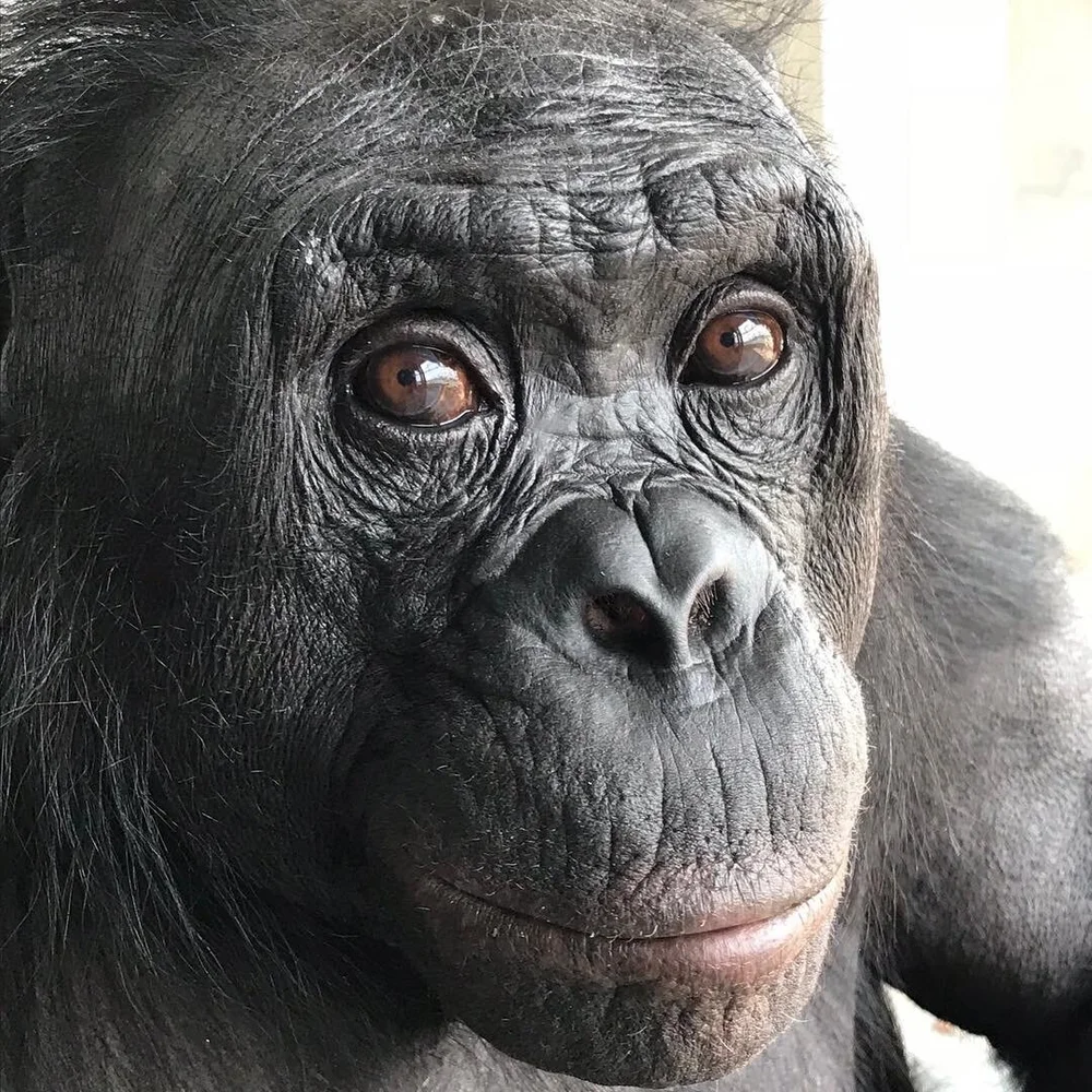 Kanzi — Ape Initiative