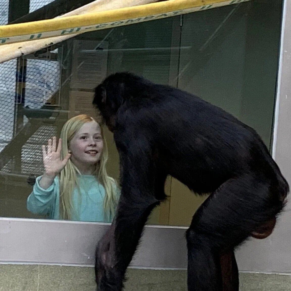 Ape Initiative