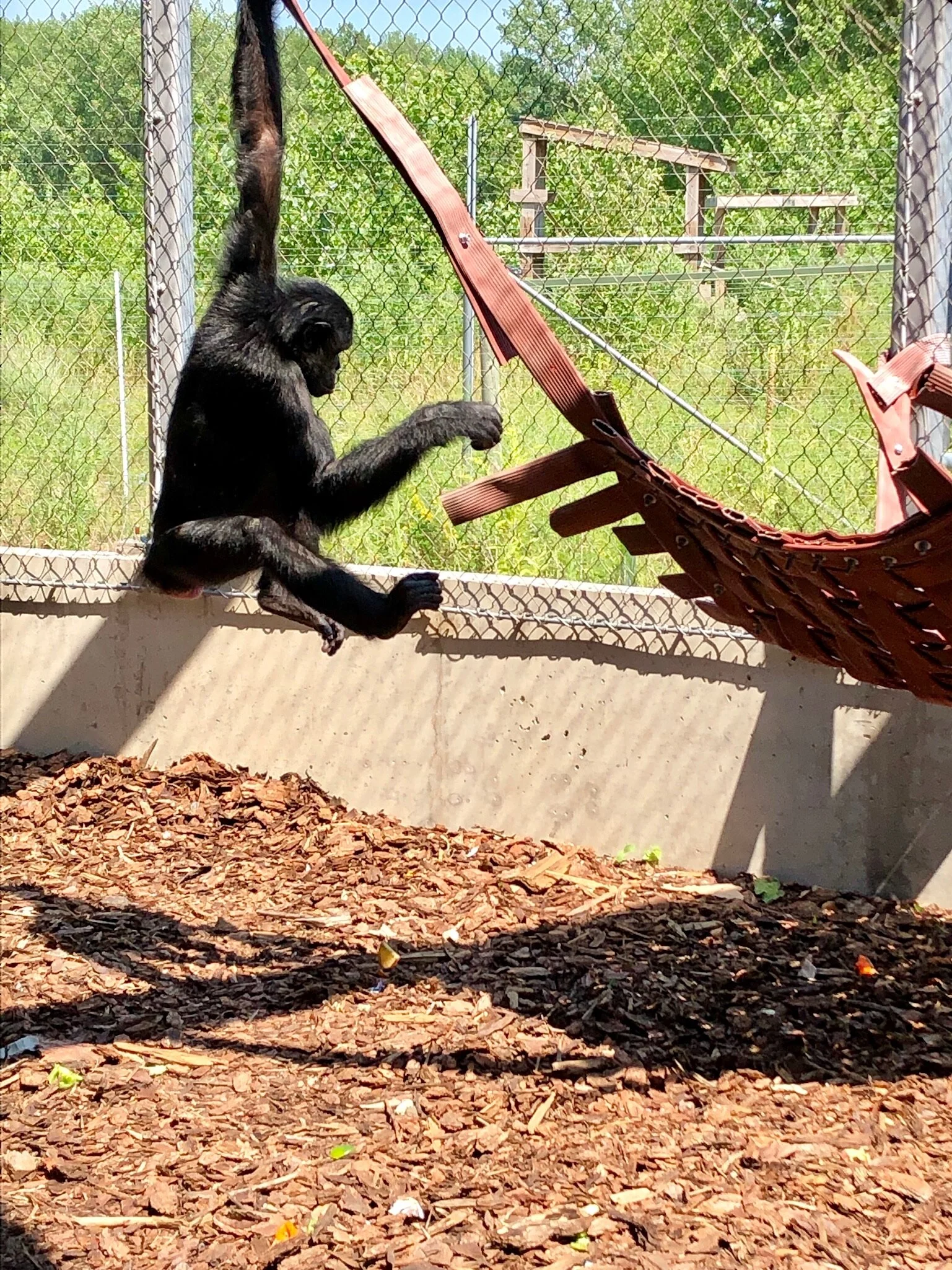 Enrichment — Ape Initiative