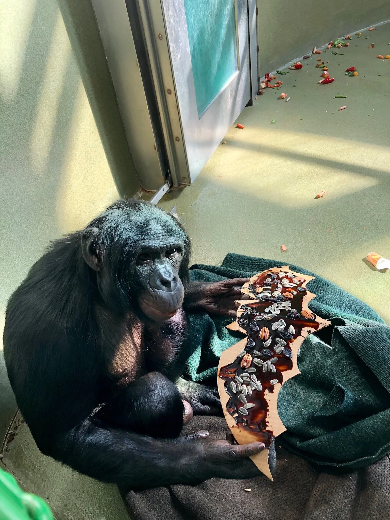 Enrichment — Ape Initiative