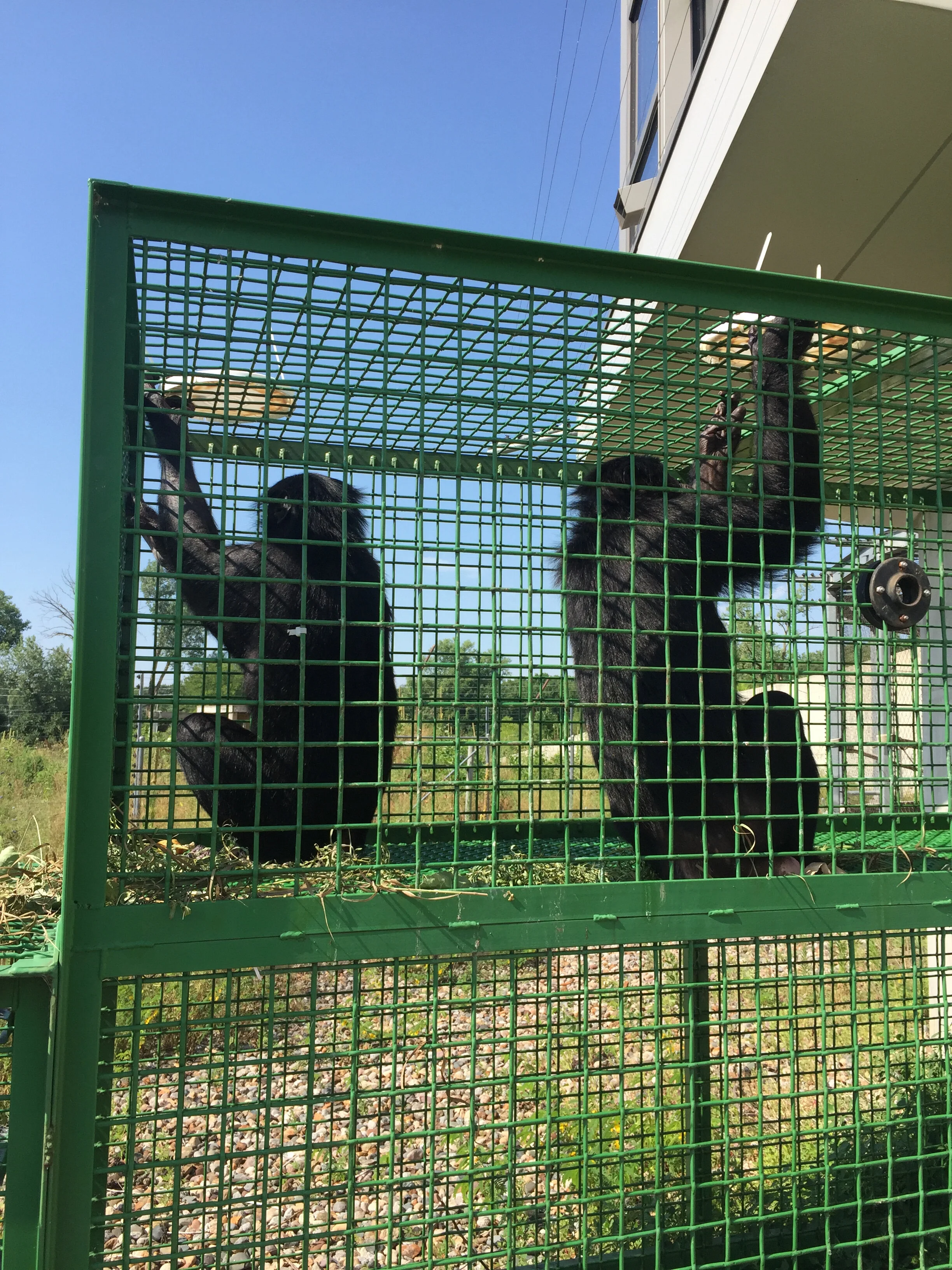 Enrichment — Ape Initiative