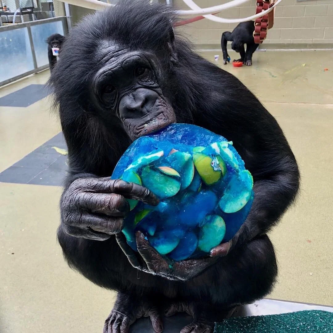 Enrichment — Ape Initiative