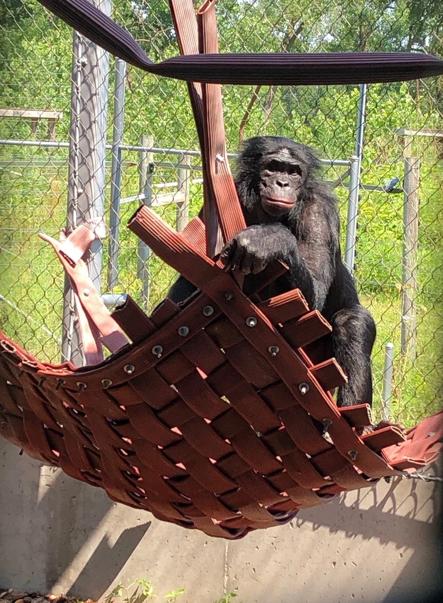 Enrichment — Ape Initiative