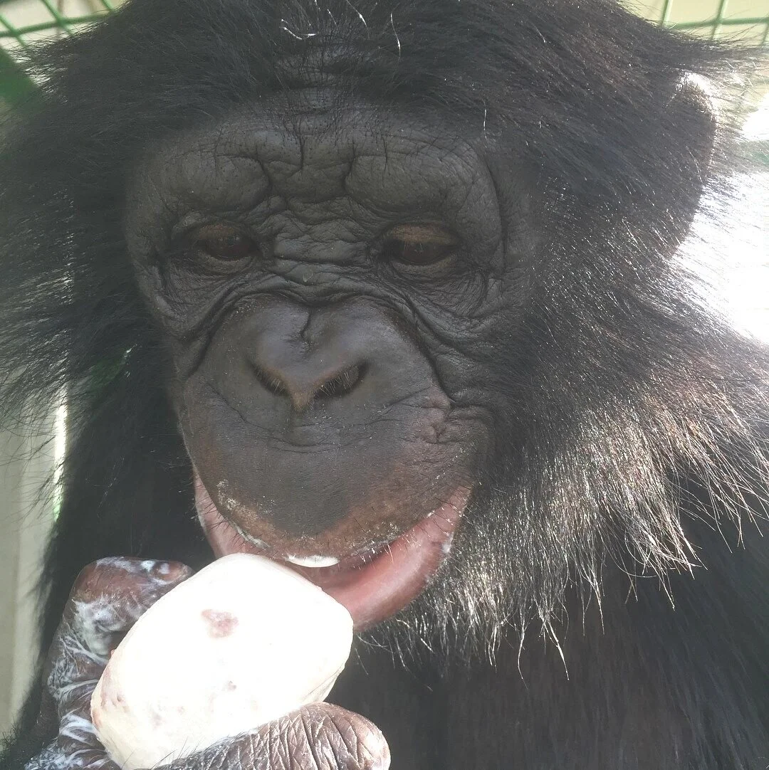 Enrichment — Ape Initiative