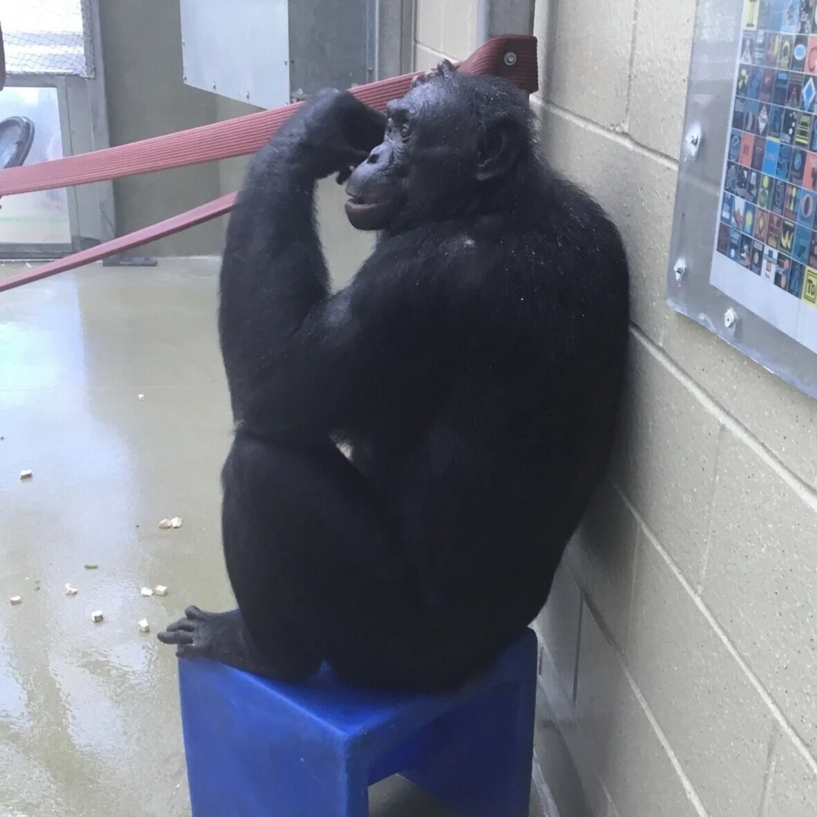 Kanzi — Ape Initiative