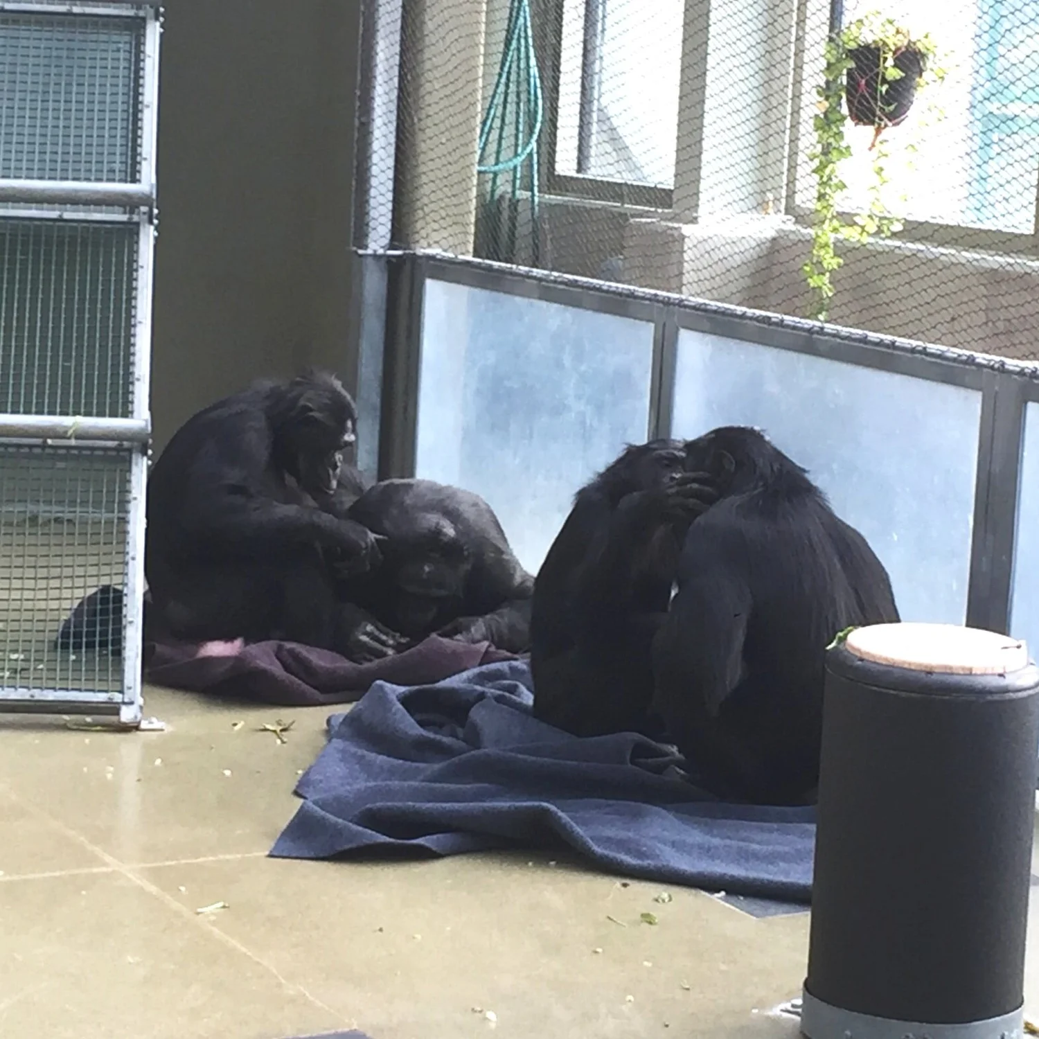 Science — Ape Initiative