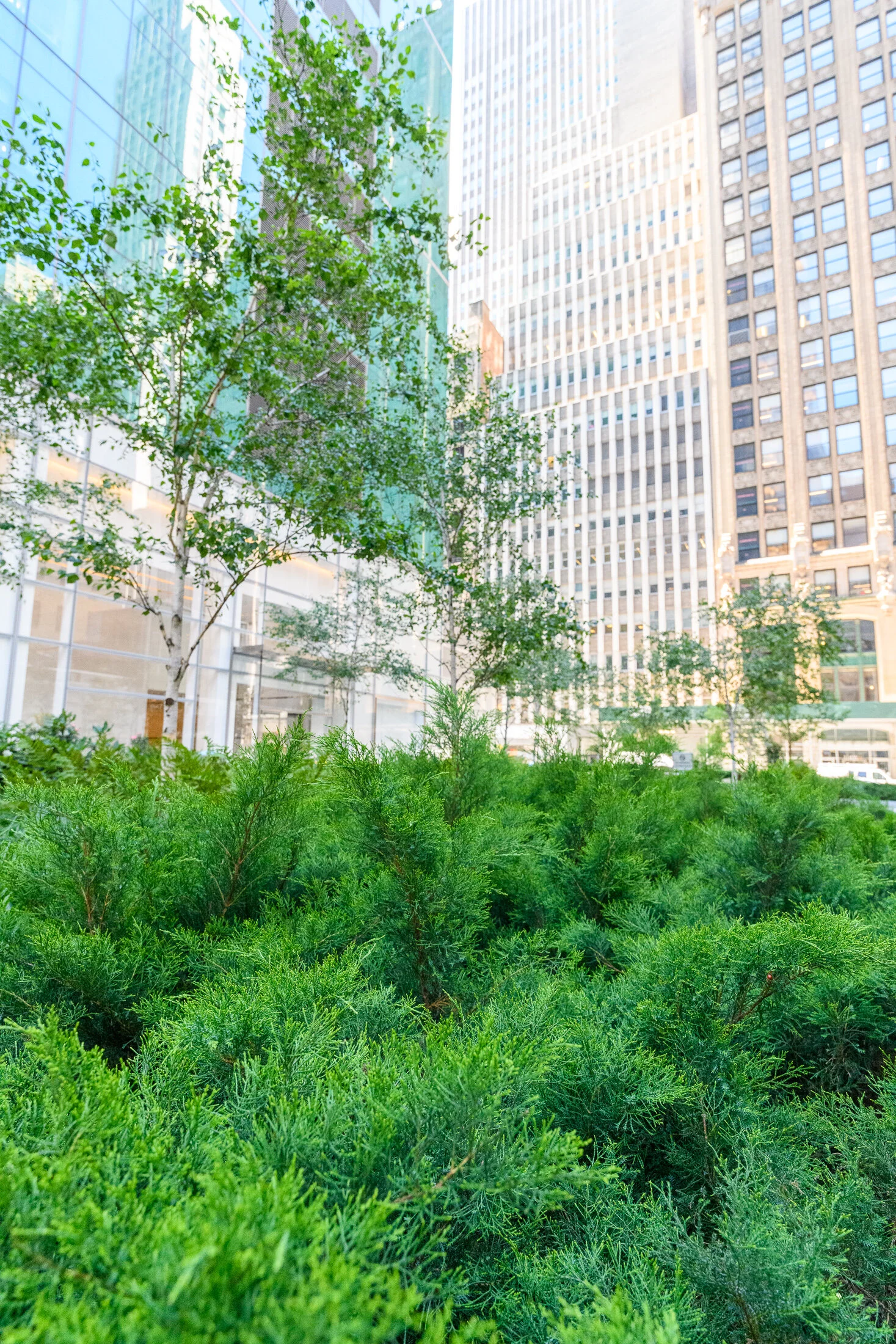 Plantus - NYC Landscape Architects