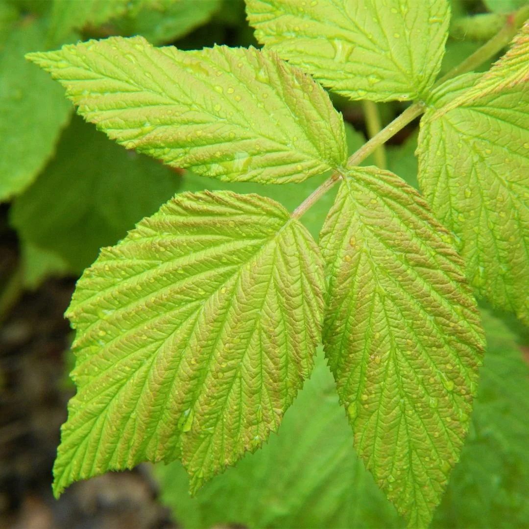 Apothecary — Rising Rooted