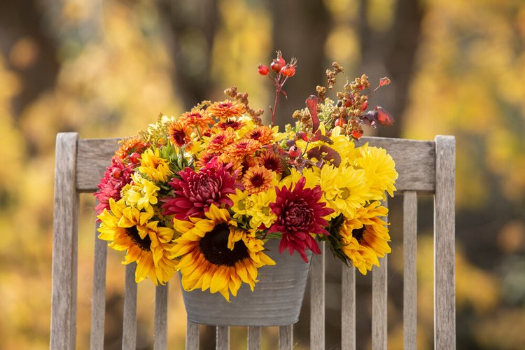 Colours of Fall (and gnomes!) — Lisa Audit Art