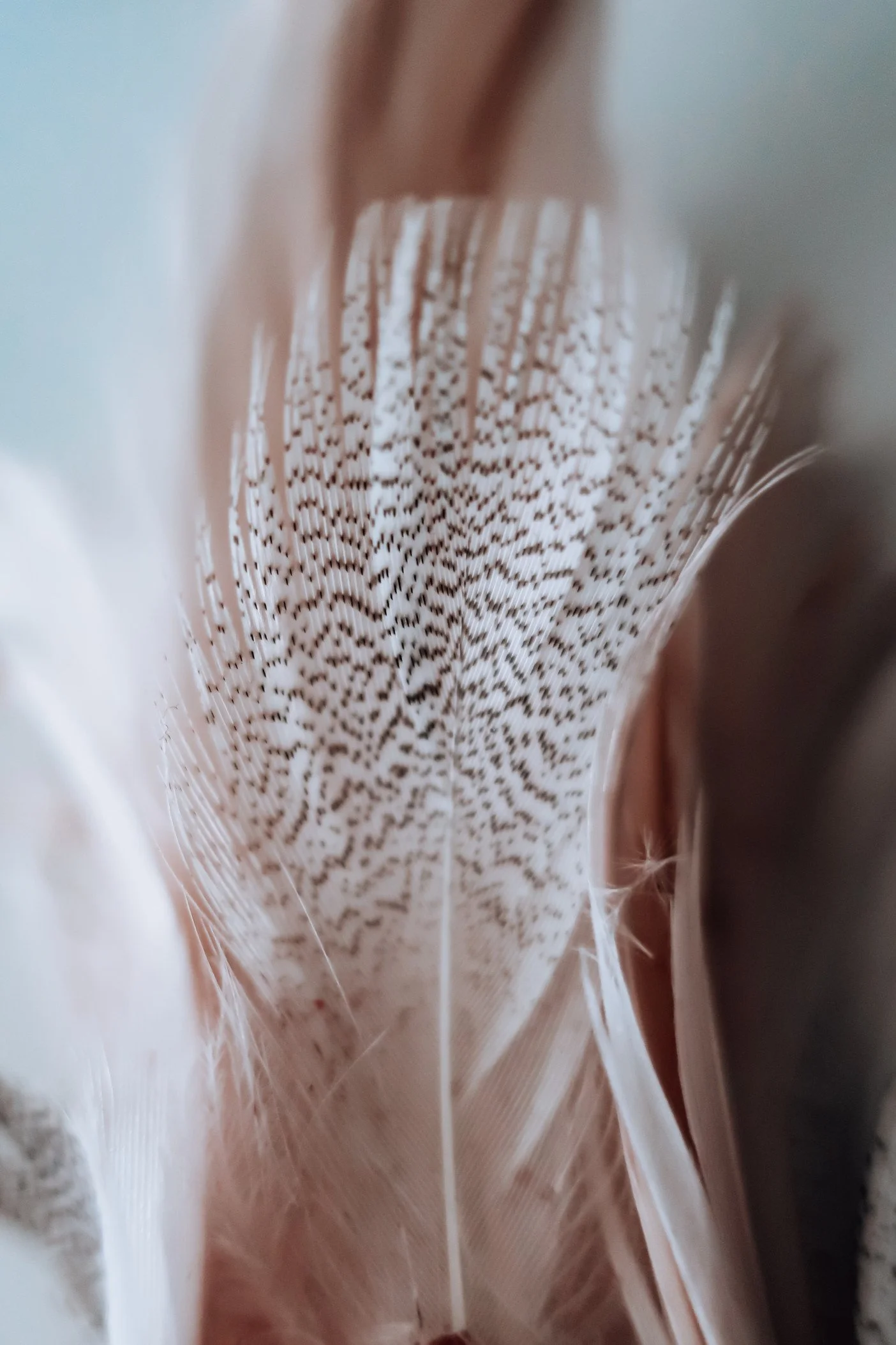 Au Naturel Collection from Lisa Audit — Lisa Audit Art