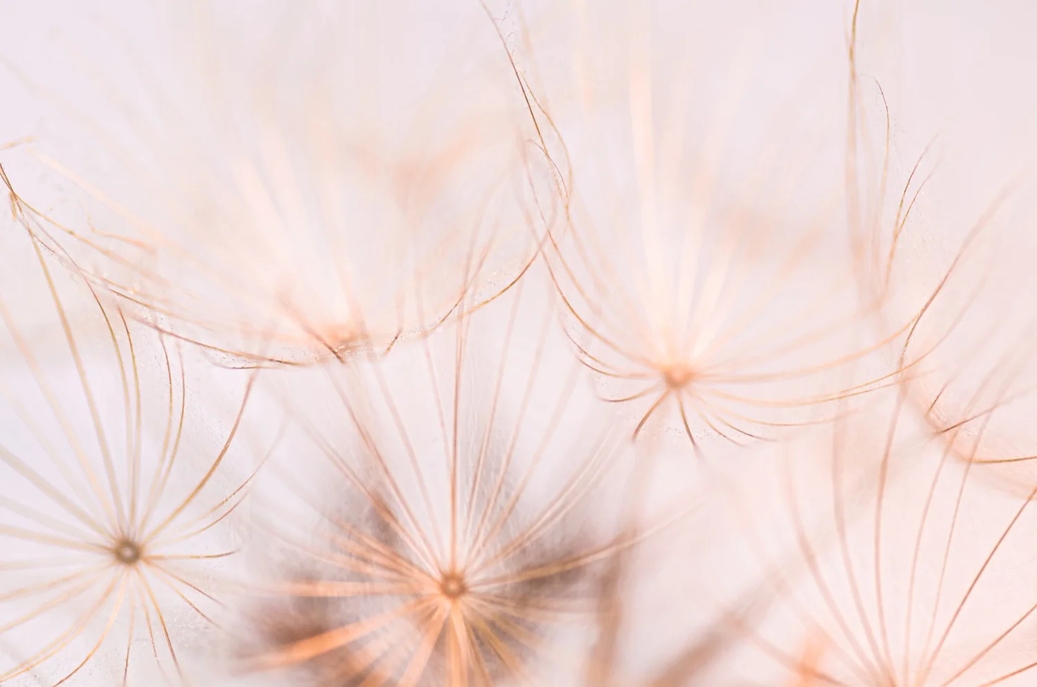 Au Naturel Collection from Lisa Audit — Lisa Audit Art
