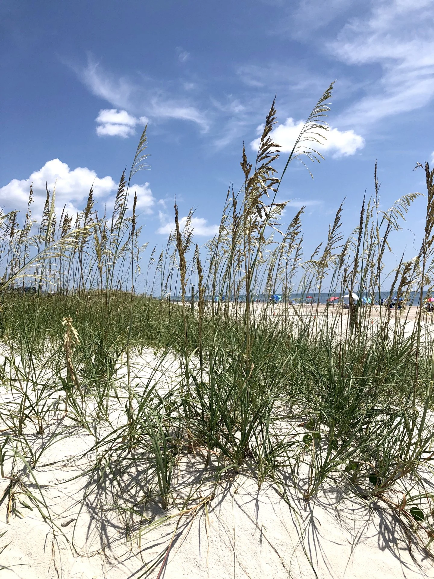 Florida Watercolor Workshop — Lisa Audit Art — Lisa Audit Art