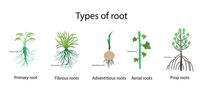 The Science of Root Growth | plantclub.io