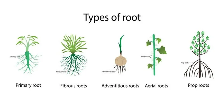 The Science of Root Growth | plantclub.io