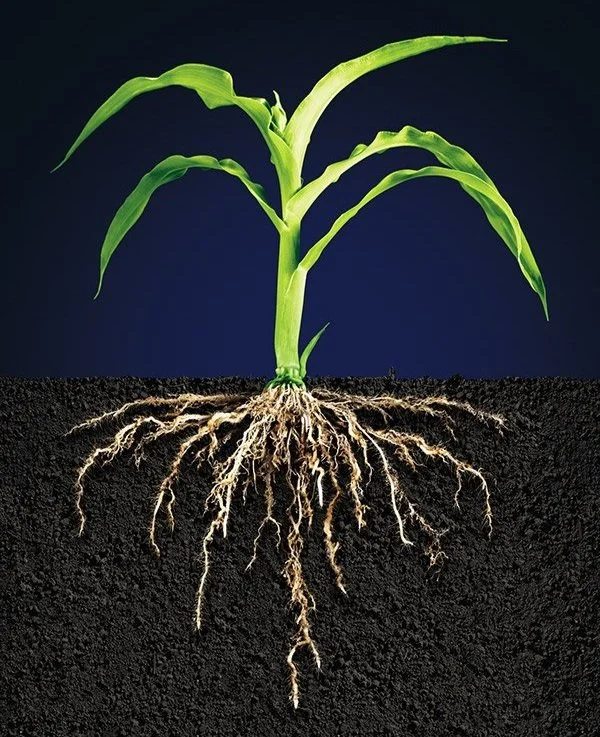 Plant Roots Pictures