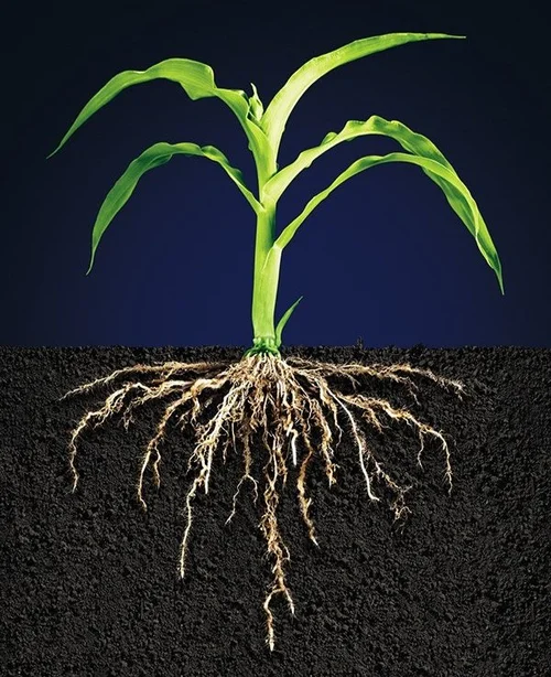 The Science of Root Growth | plantclub.io