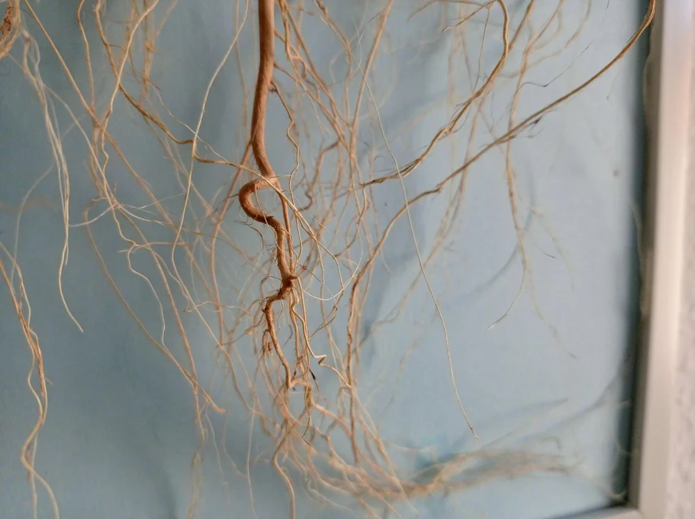The Science of Root Growth | plantclub.io