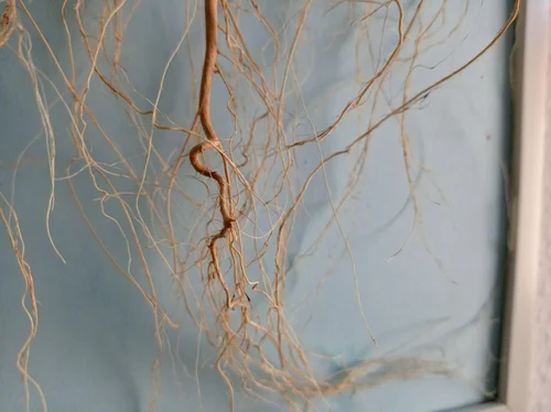 The Science of Root Growth | plantclub.io