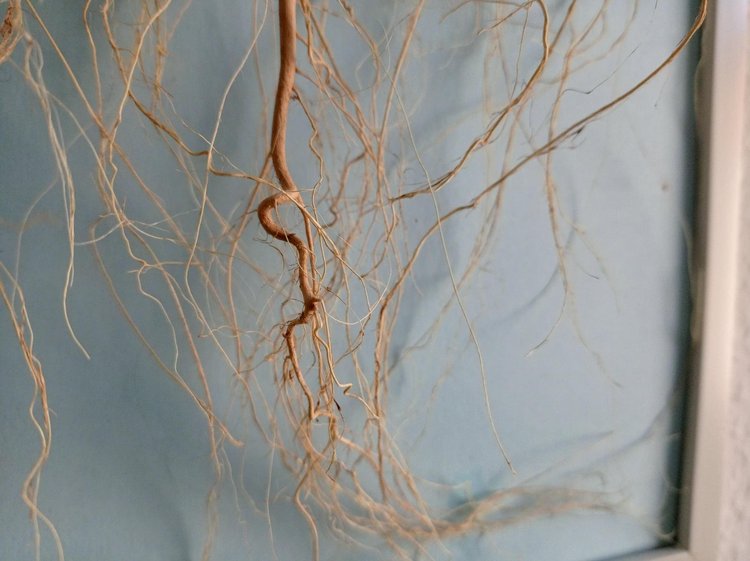 The Science of Root Growth | plantclub.io