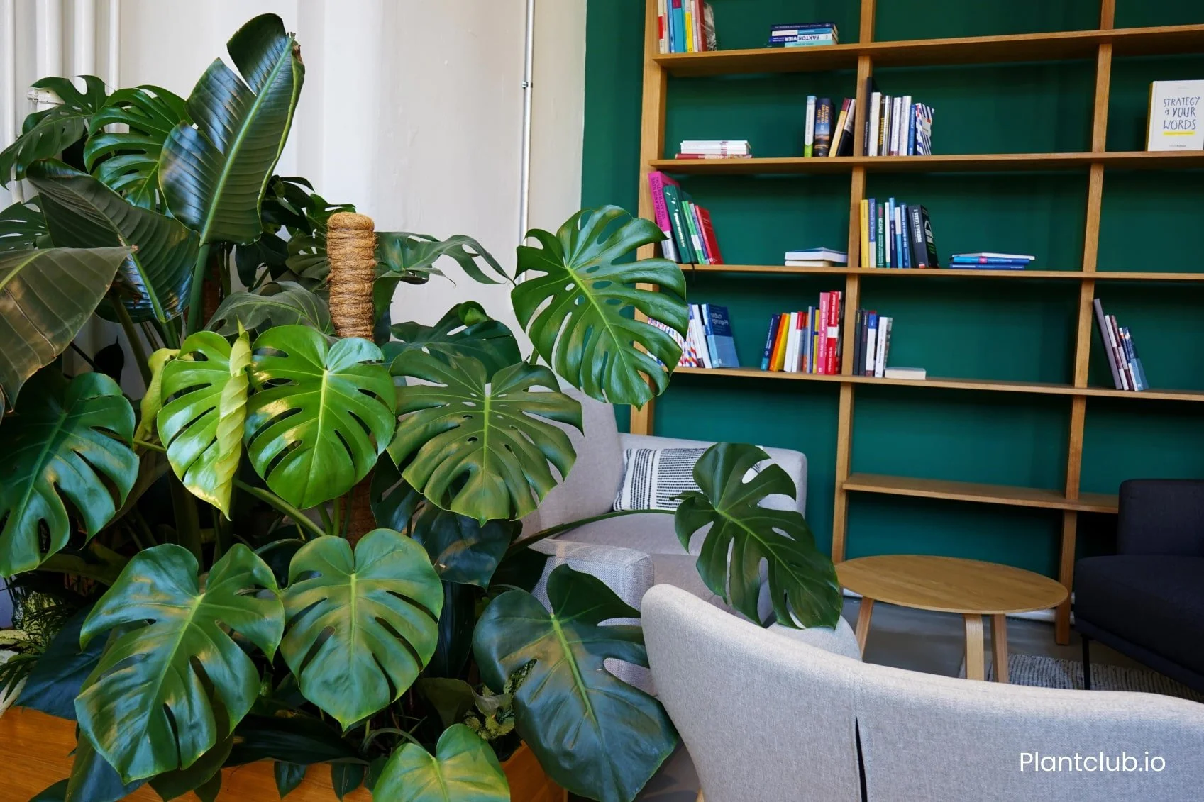 Plants wherever you work | plantclub.io