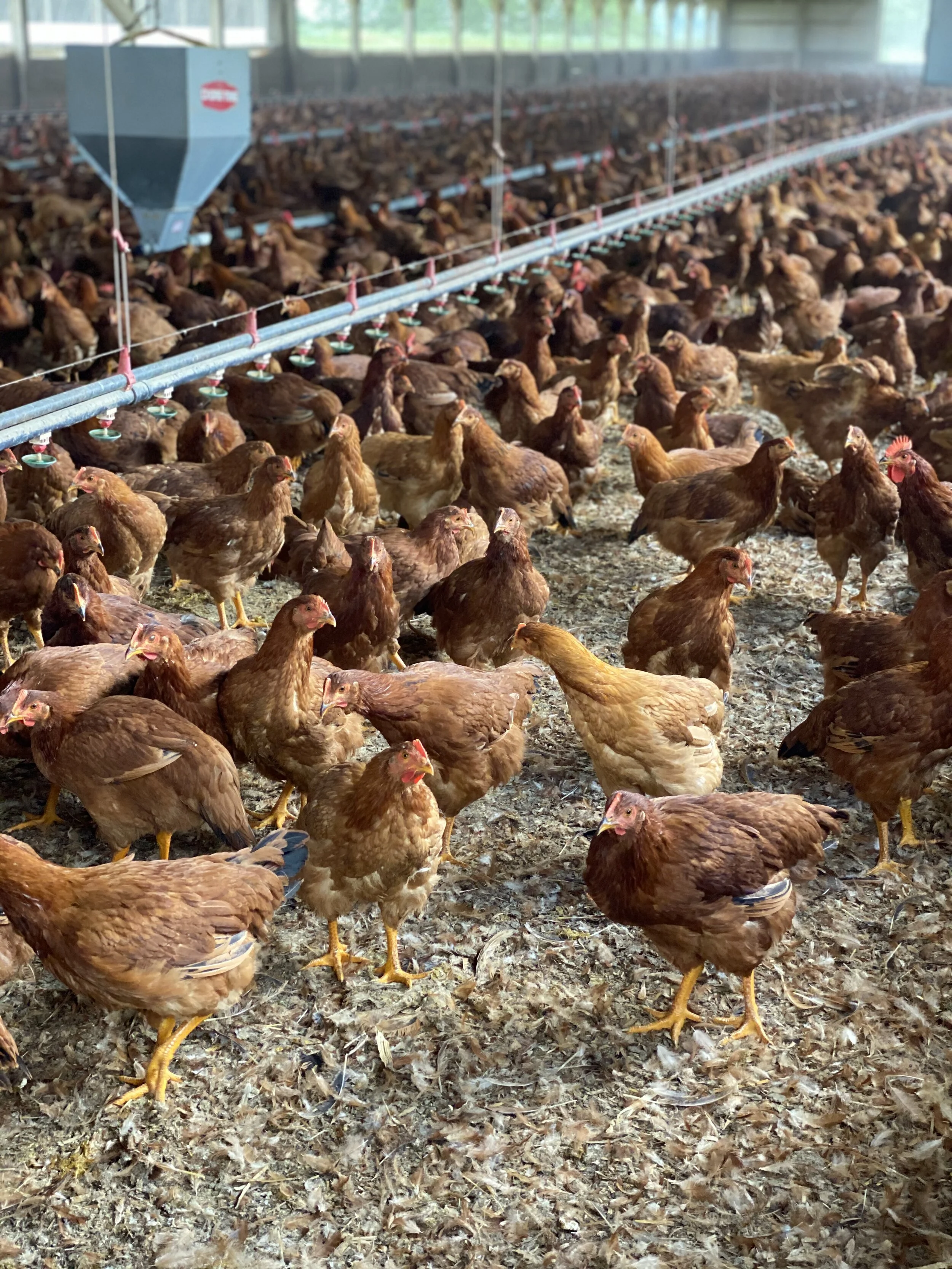 Services — JWM Poultry