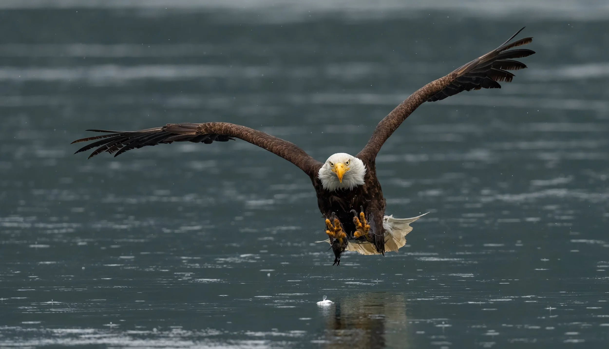 Mark Smith Wildlife Photographer — IN LOVE WITH THE PROCESS PODCASTS