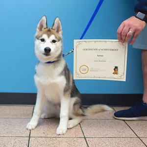 Dream Dogs Training and Behavior
