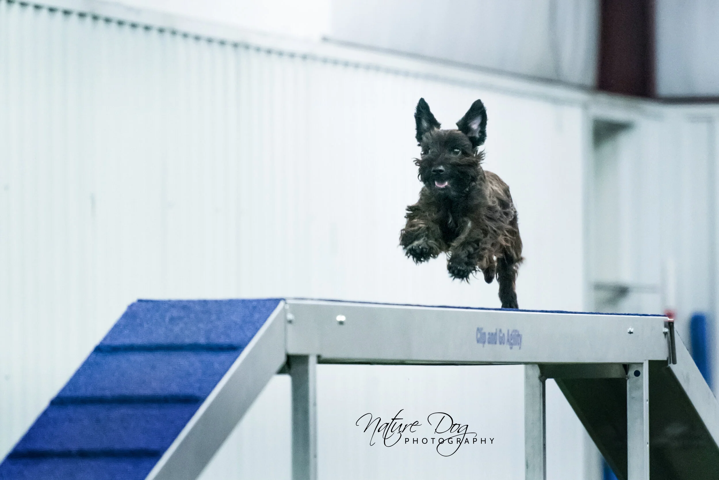 NDP Photography Sessions — Nature Dog Photography: Greater Houston's ...