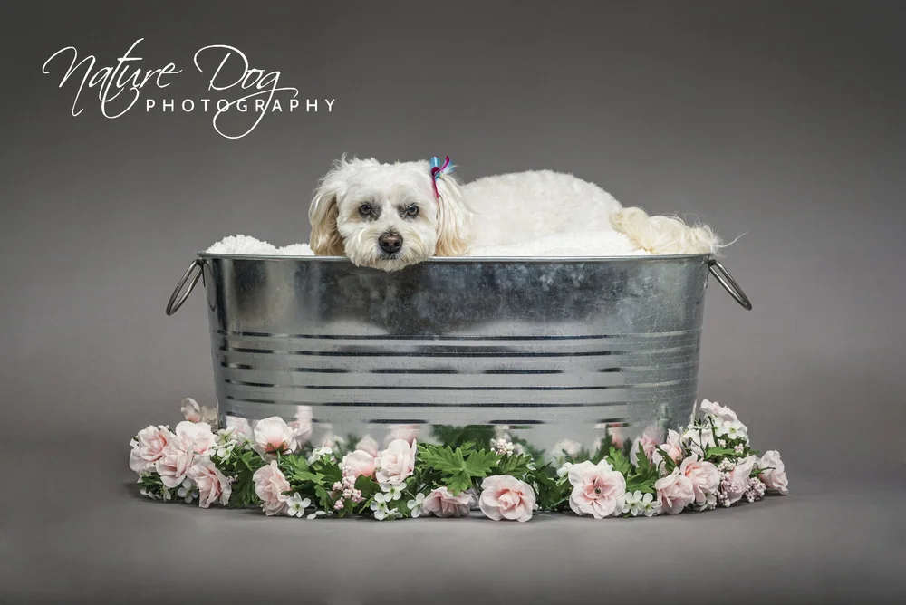 Nature Dog Photography: Greater Houston's premier Pet Portraits: Pet ...