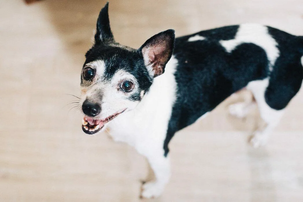 Are Chihuahuas In The Rat Family