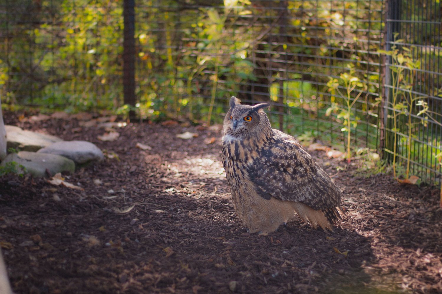 Our Animals — Fort Rickey Discovery Zoo