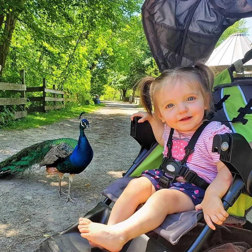 Fort Rickey Discovery Zoo