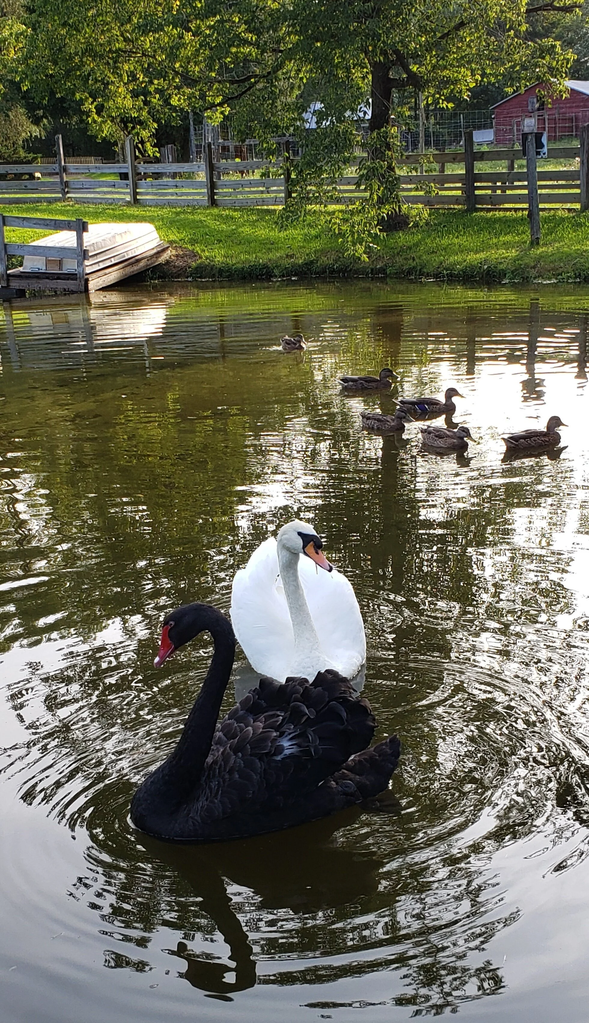 Fort Rickey Discovery Zoo