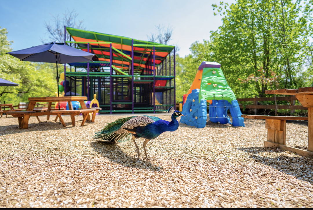 Fort Rickey Discovery Zoo