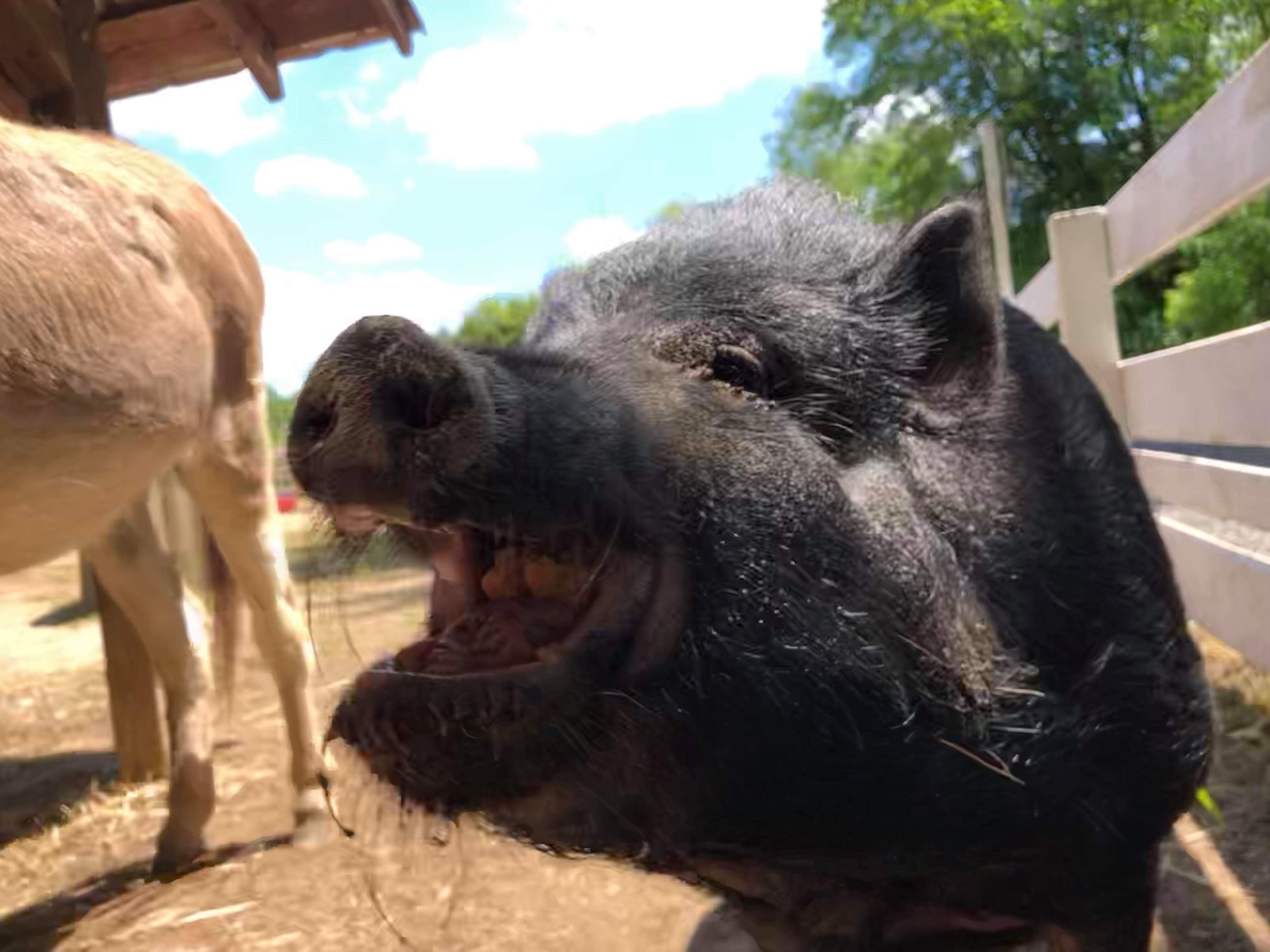 About — Fort Rickey Discovery Zoo