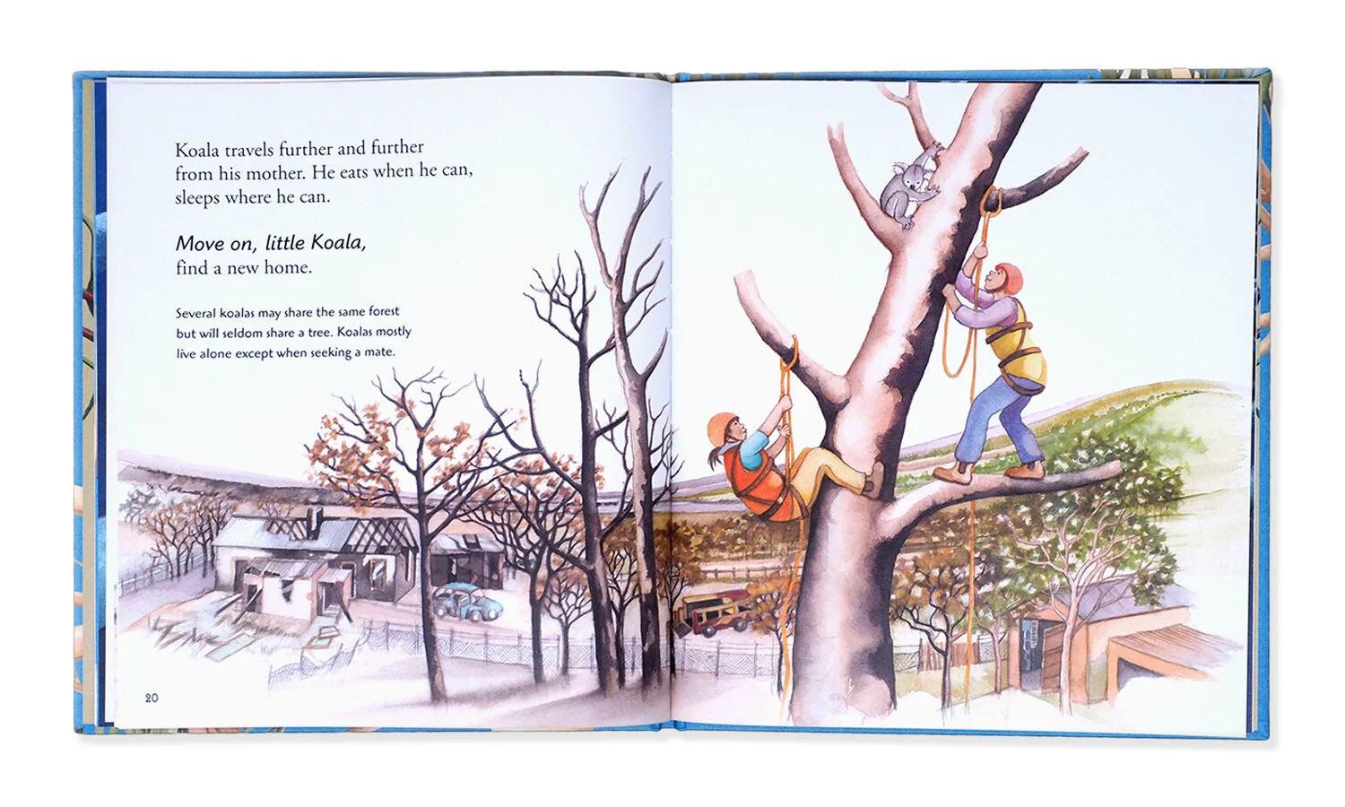 Koala — Julie Vivas